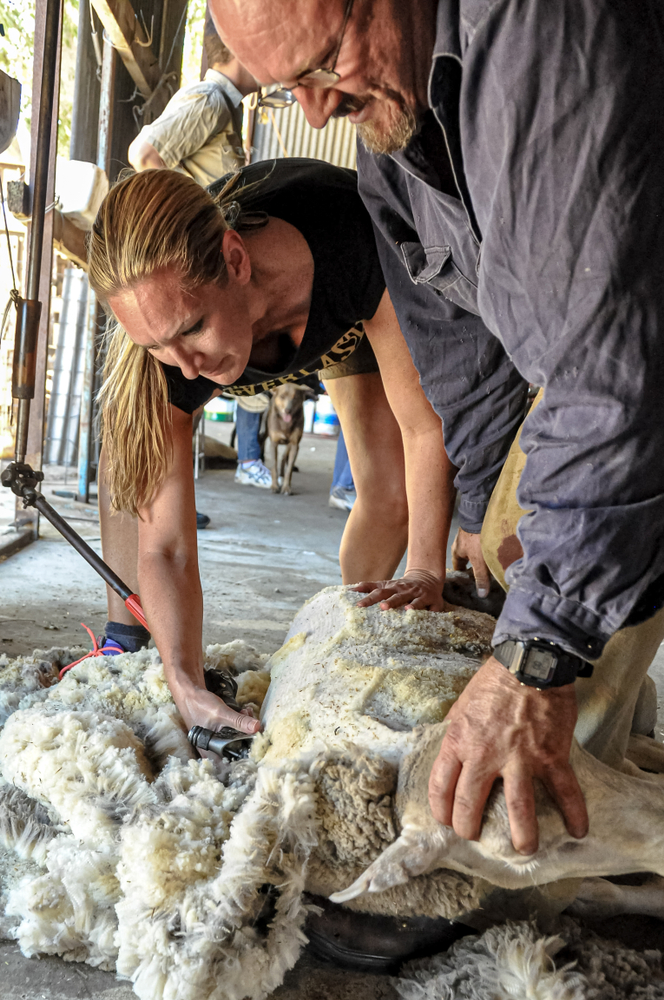 Shearing and Wool Classing Project - Skills Insight