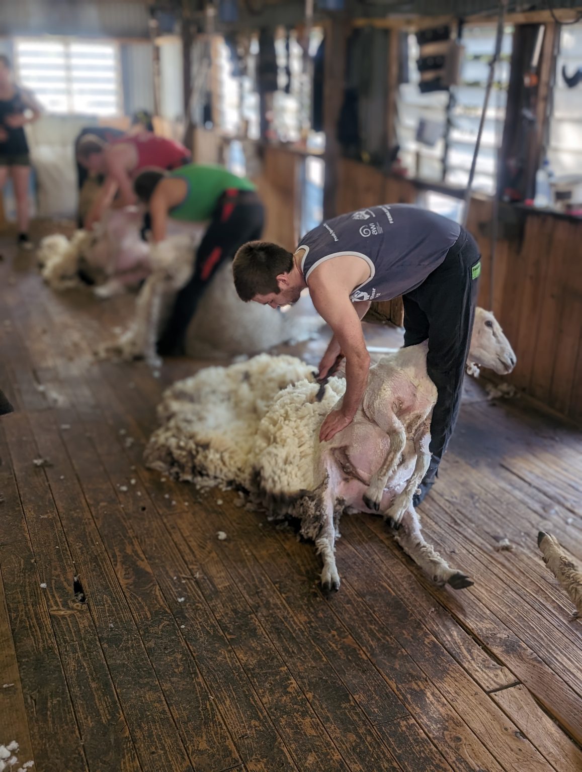 Shearing and Wool Classing Project - Skills Insight