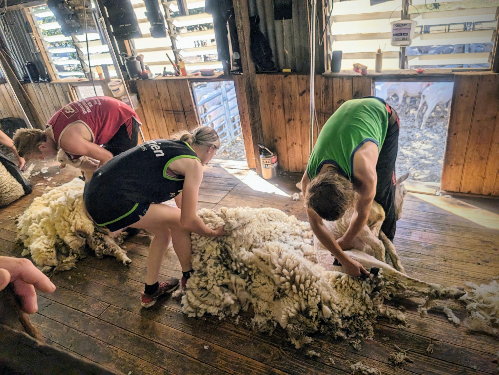 Shearing and Wool Classing Project - Skills Insight