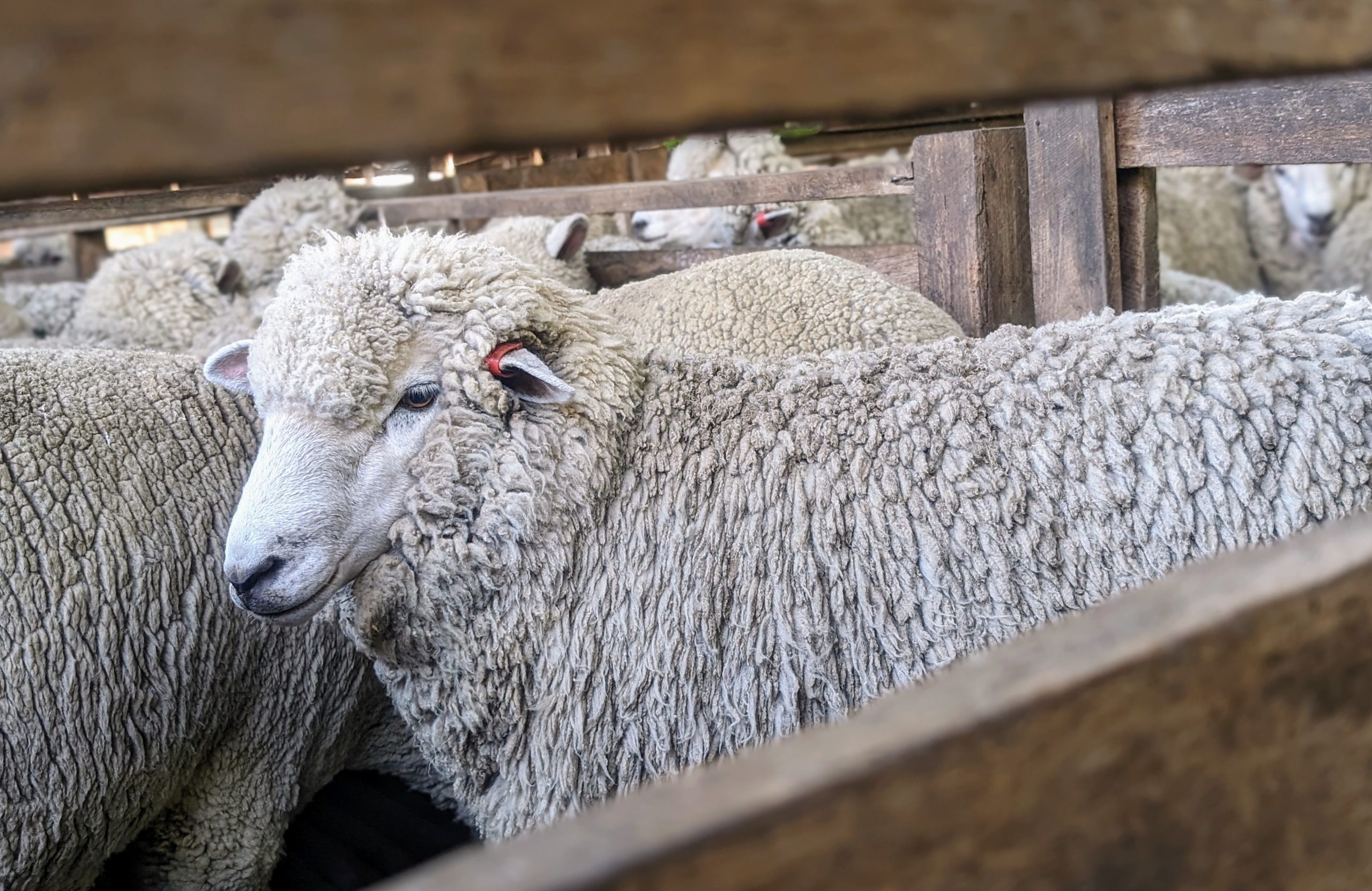 Shearing and Wool Classing Project - Skills Insight