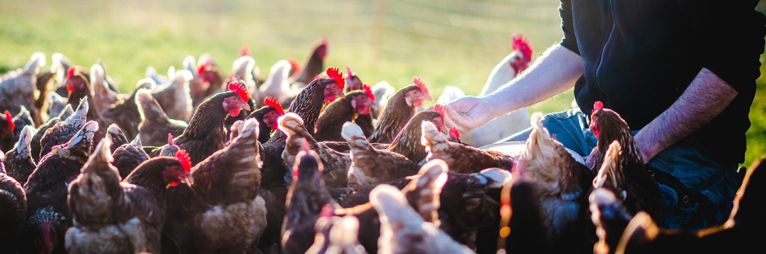 Flock Safe Project - Skills Insight