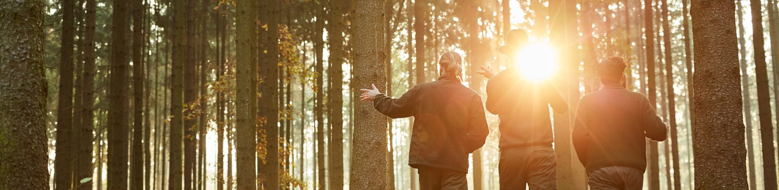 Tree Allocation Partnerships Project - Skills Insight